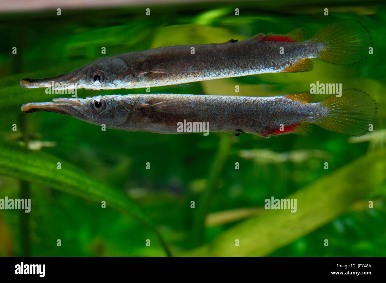 Wrestling Half-beak (Dermogenys pusilla), 'Cobalt blue' Stock Photo - Alamy