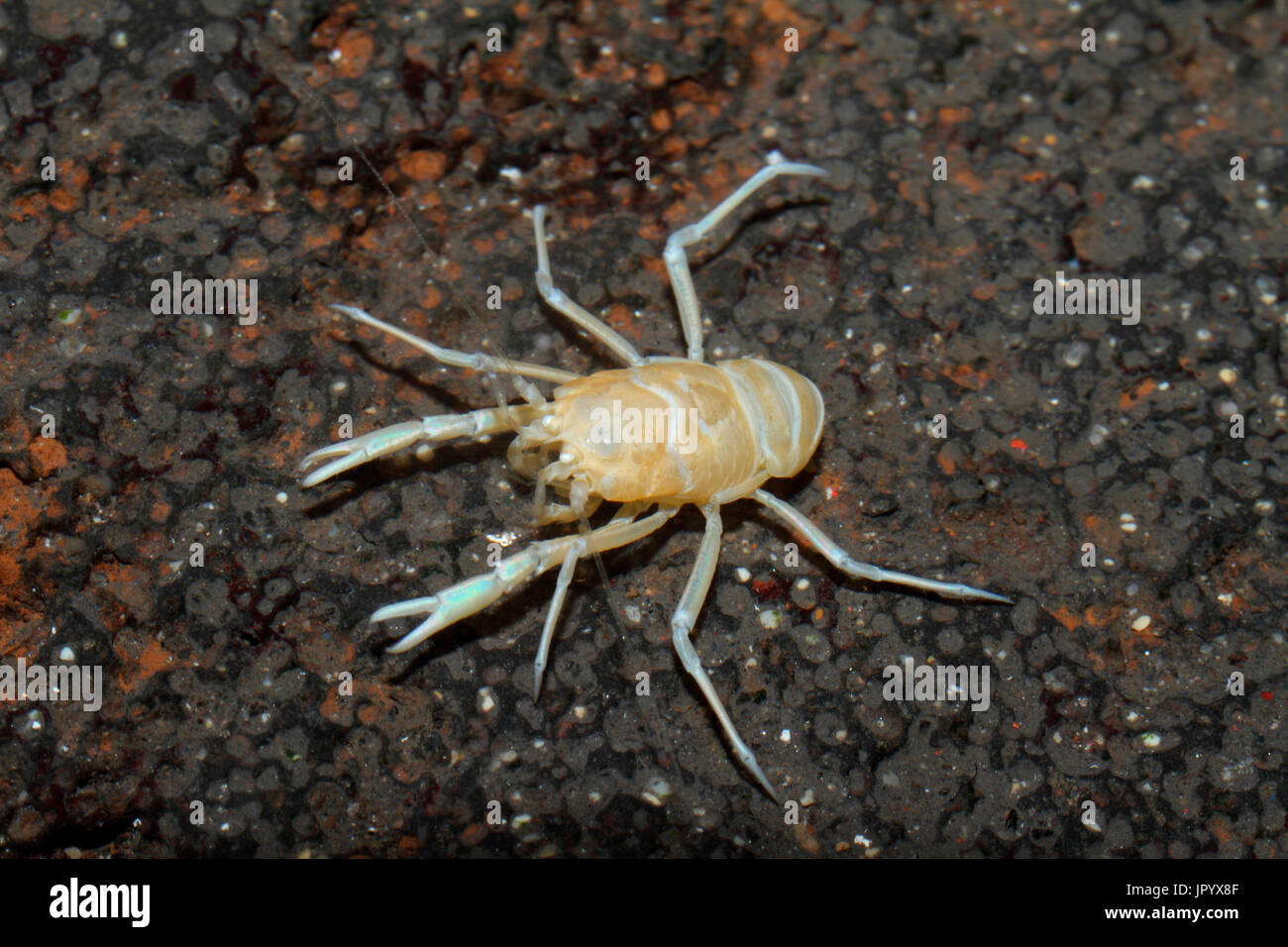 Blind Albino Cave Crab (Munidopsis polymorpha), Endemic albino crab of ...