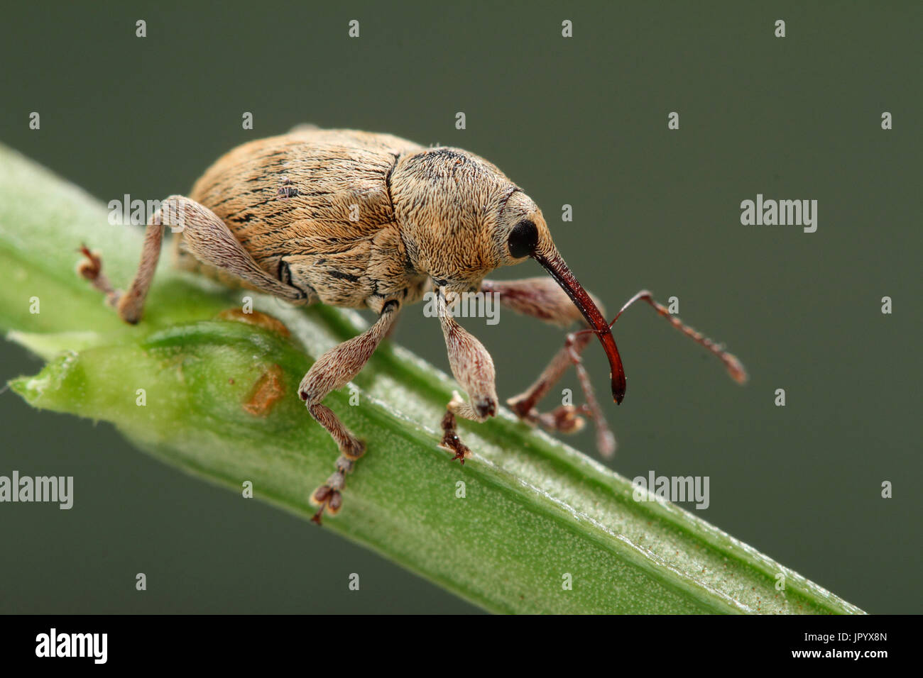 Acorn Weevil (Curculio venosus) on a stem, Alsace, France Stock Photo ...