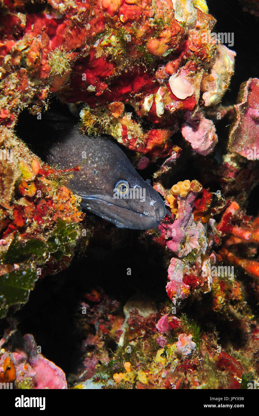 Mediterranean moray (Muraena helena) in reef, Mediterranean Sea, French ...