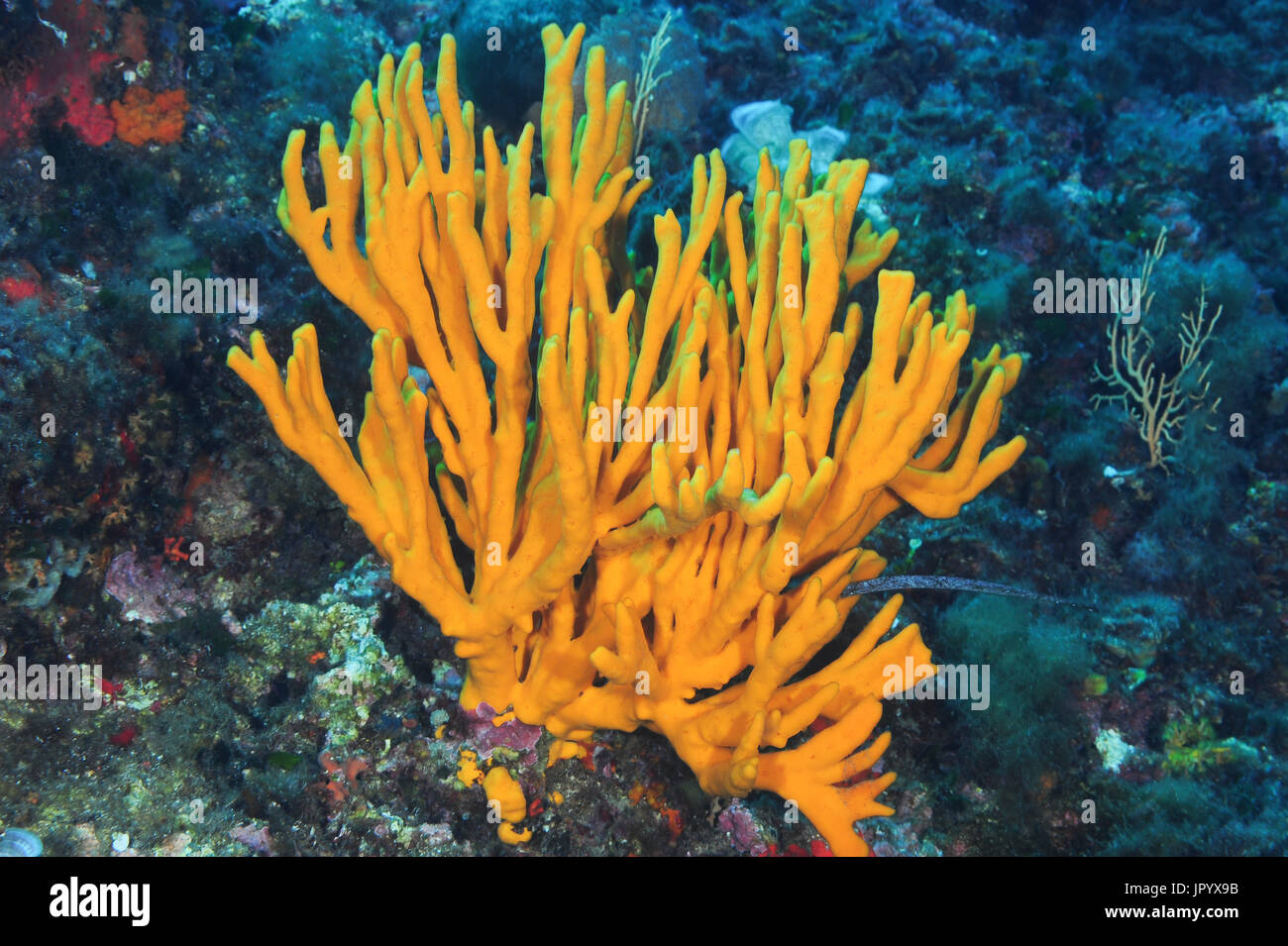 Sponge axinella sp hi-res stock photography and images - Alamy