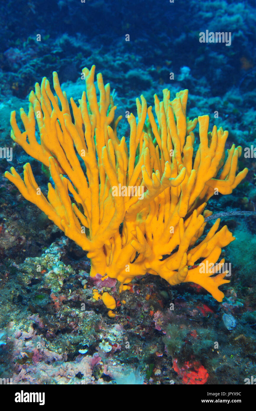 Sponge (Axinella polypoides) on reef, Mediterranean Sea, French Riviera ...