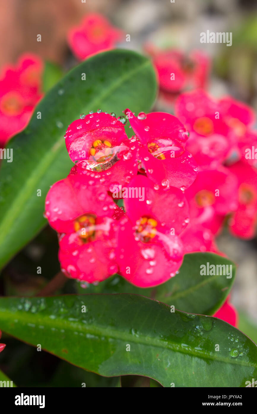 Christ thorn flower hi-res stock photography and images - Alamy