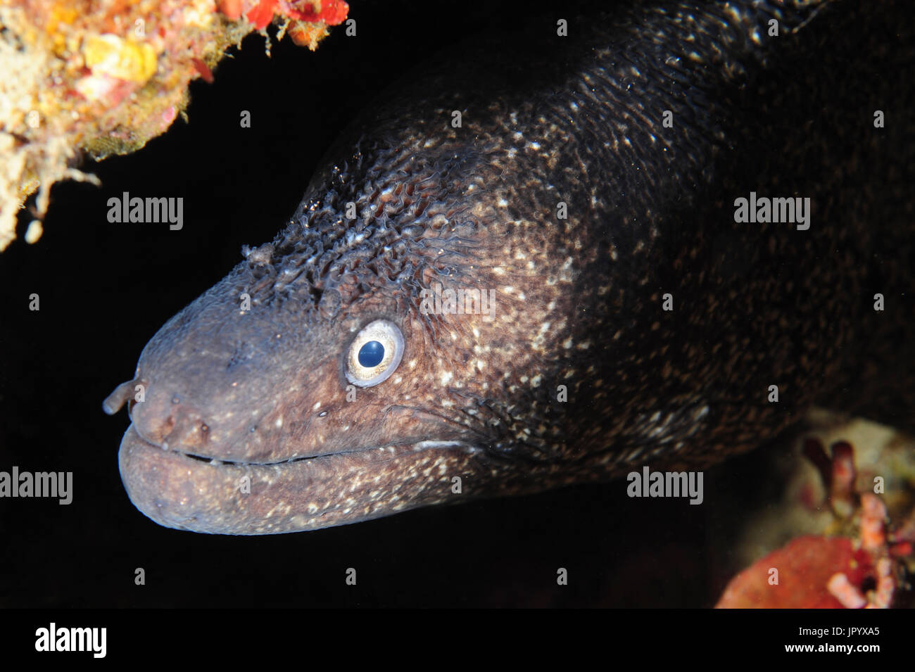 Mediterranean moray (Muraena helena) in reef, Mediterranean Sea, French ...