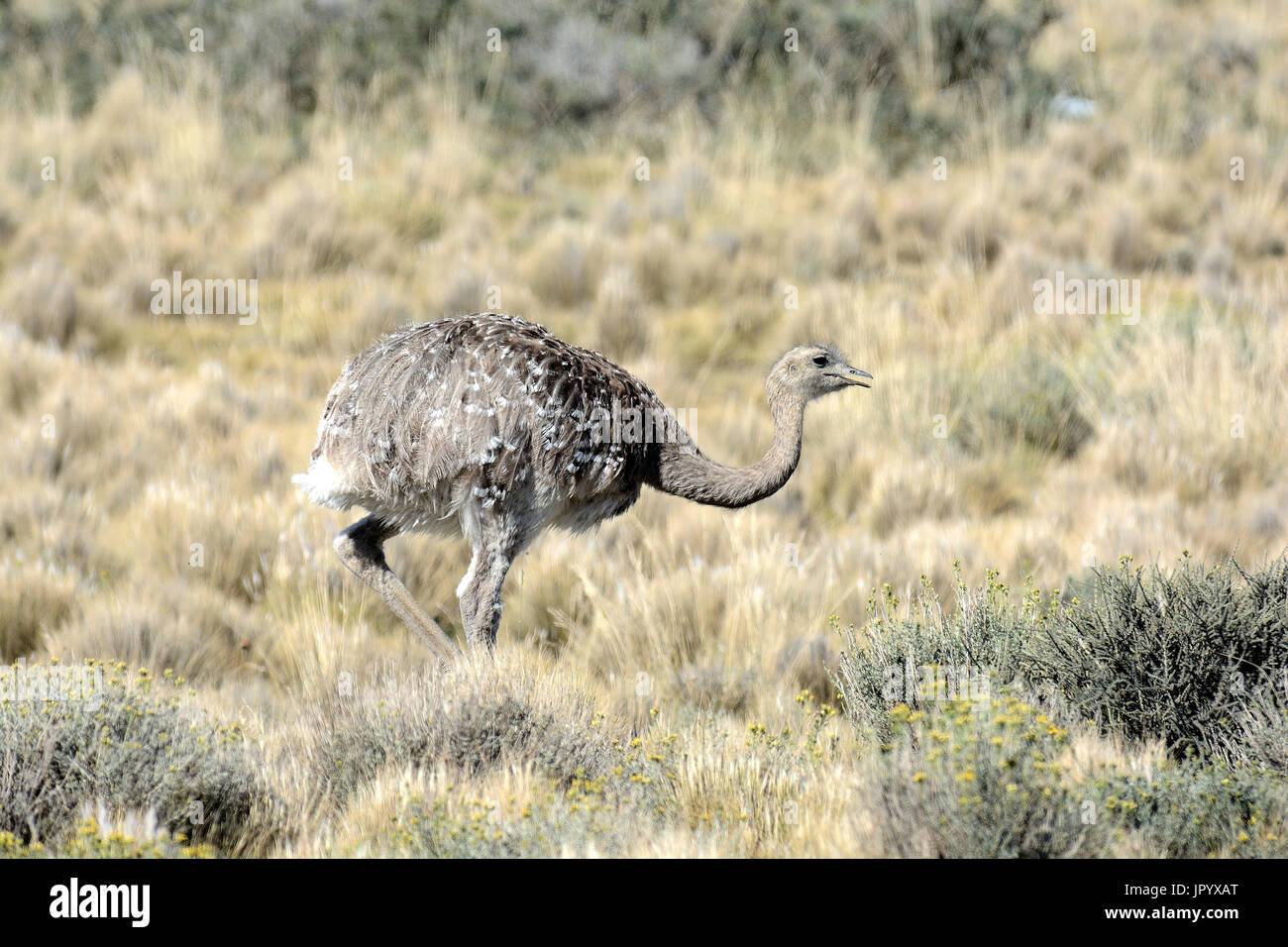 Rhea pennata lesser rhea rhea patagonia chile del paine bird hi-res ...