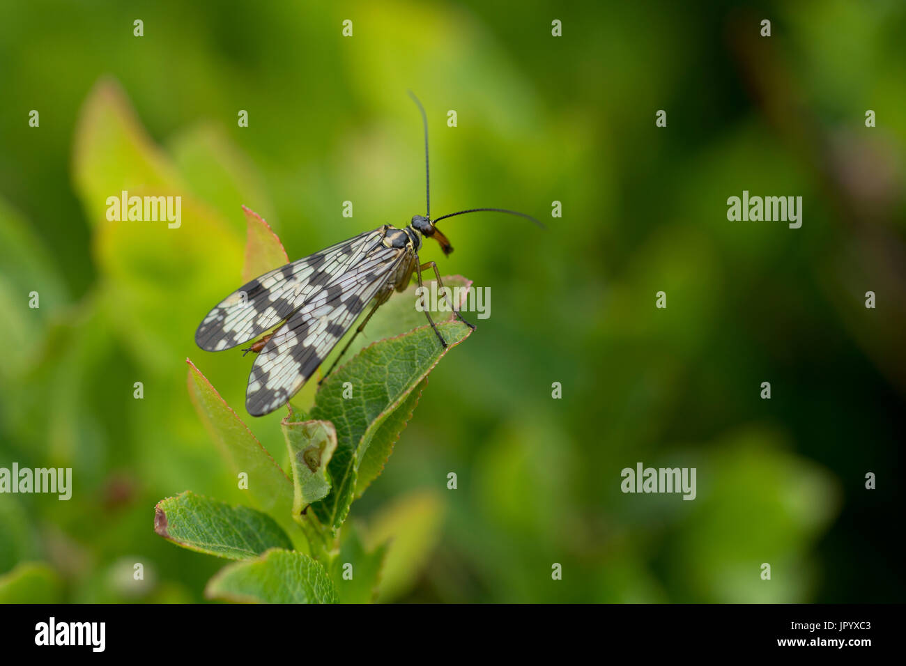 Fly-Scorpion (Panorpa communis) on leaf, PNR of the Volcanoes of ...