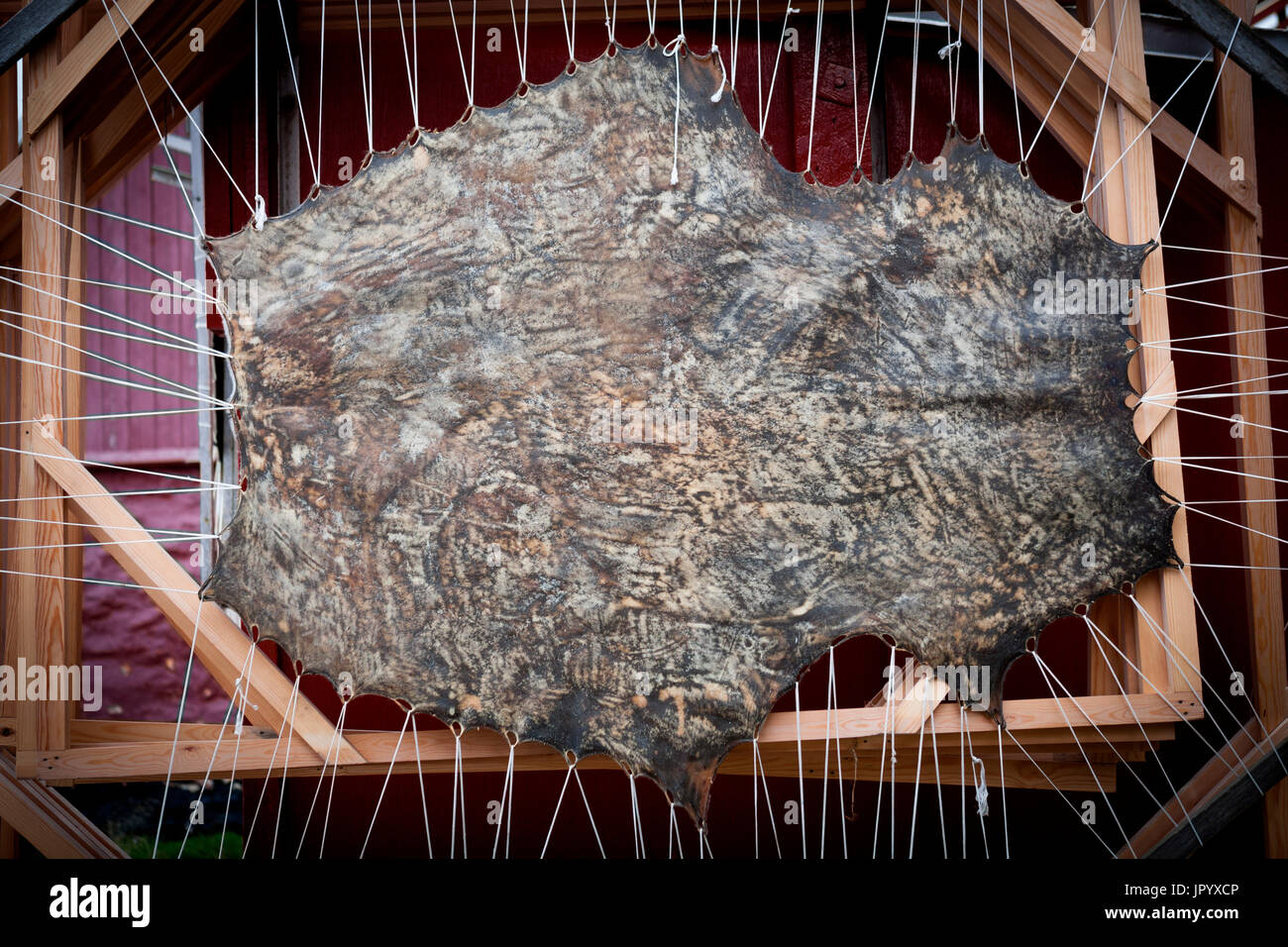 Seal skin drying in the sun. Nuuk, Greenland Stock Photo - Alamy