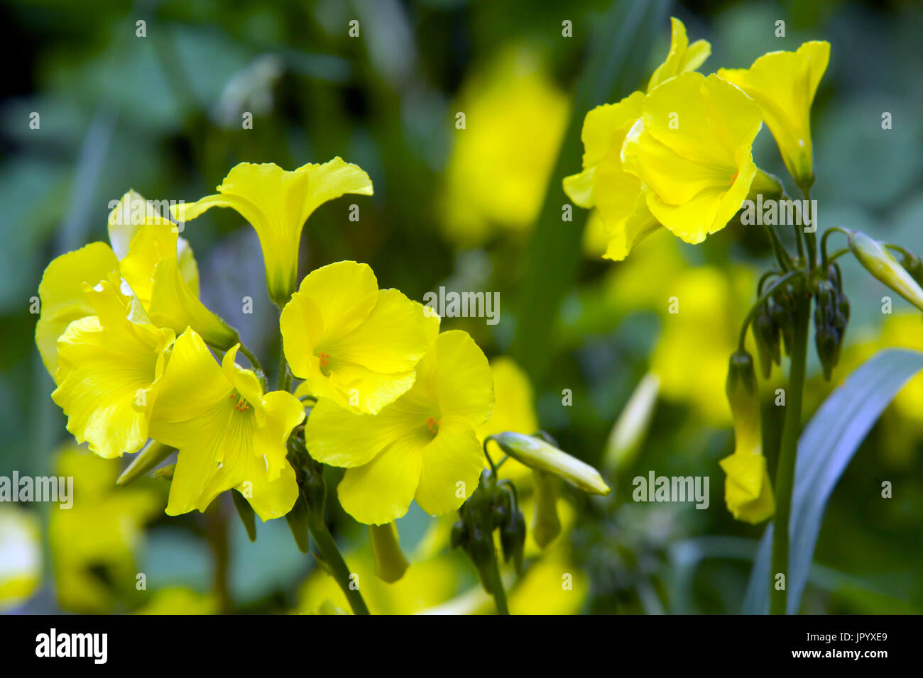 Bermuda Buttercup (Oxalis pes-caprae), Detail of flowers in spring ...