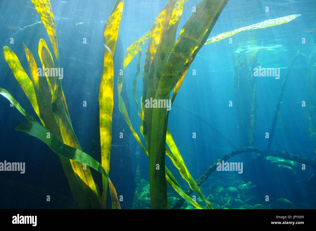 Sub aqua plants hi-res stock photography and images - Alamy