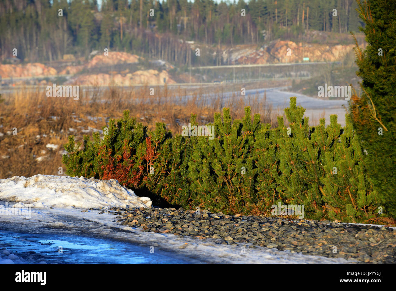 landscape in Finland, fog, winter, conifers, horizontal Stock Photo - Alamy