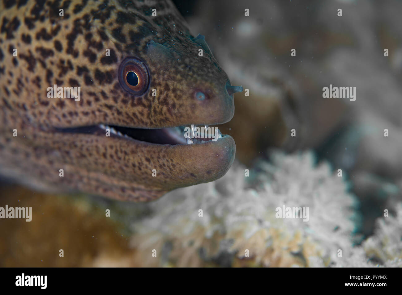 Portrait of a Moray eel smiling Stock Photo - Alamy