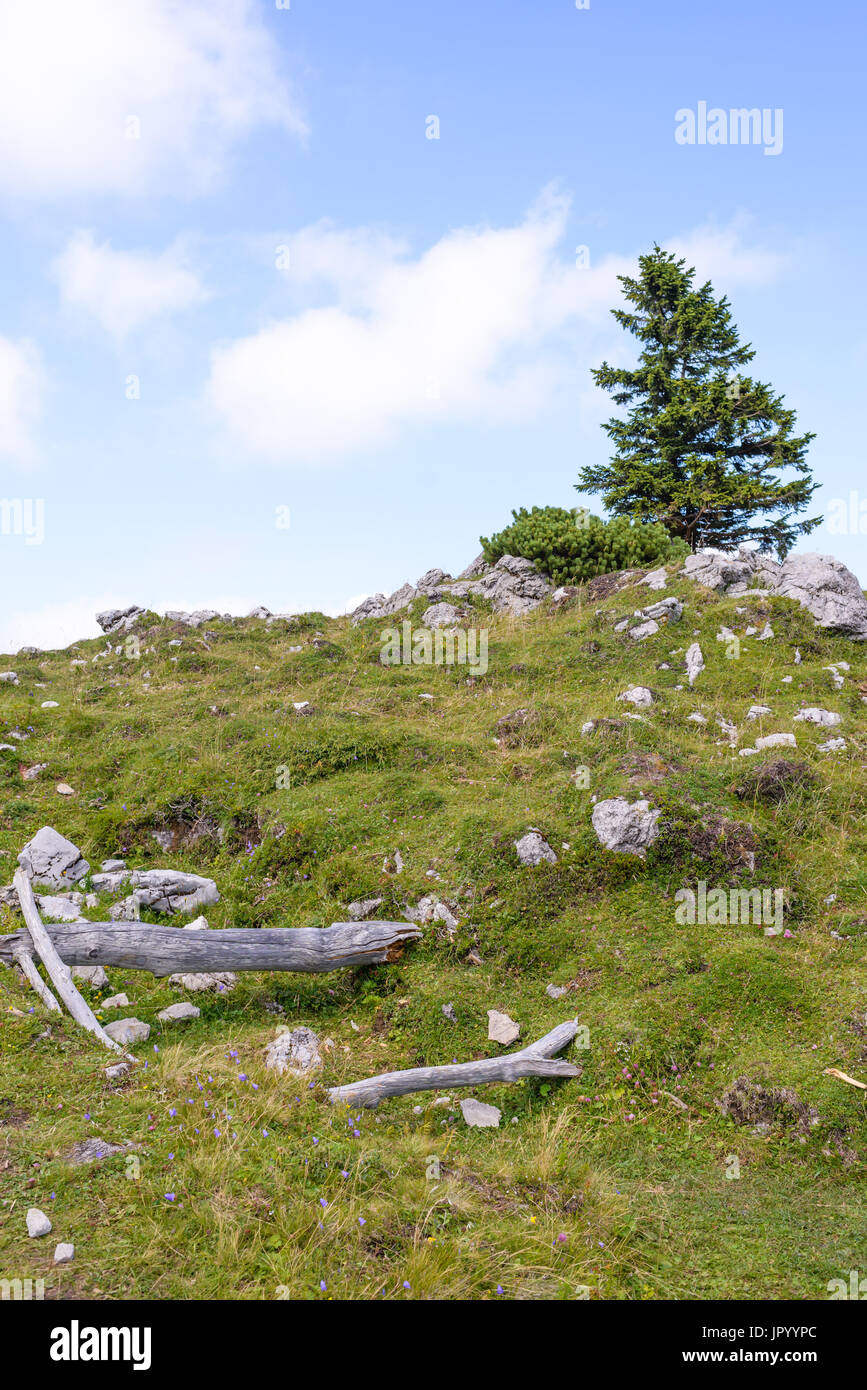 Single tree green grass mountains hi-res stock photography and images ...