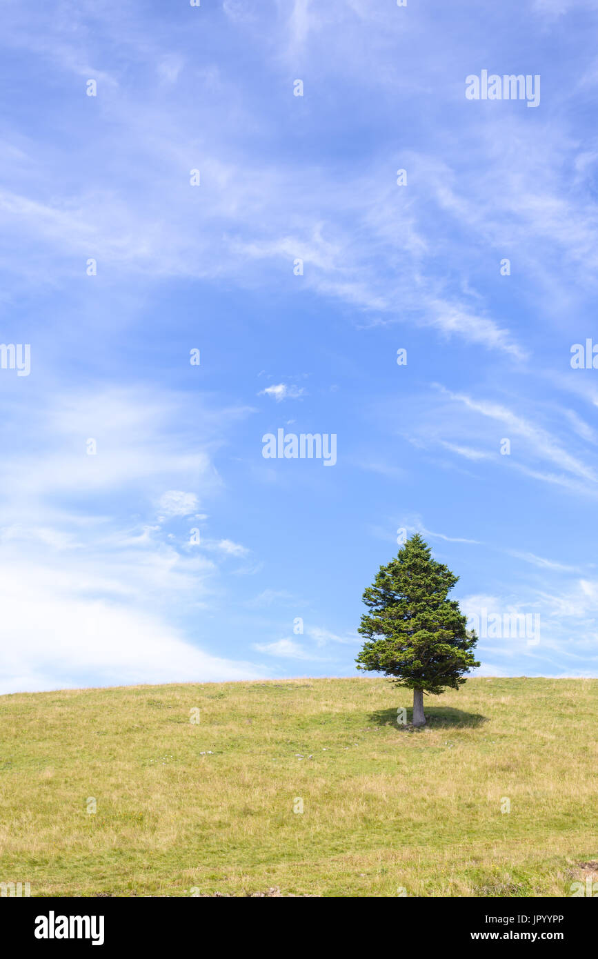 Single pine tree in mountains on horizon, Alpine landscape, Slovenia ...