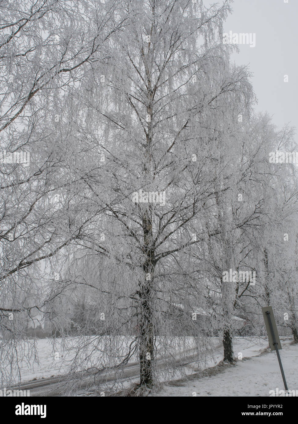 White, frosted trees in winter Stock Photo - Alamy