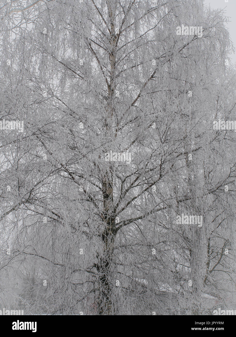 White frosted trees in winter hi-res stock photography and images - Alamy