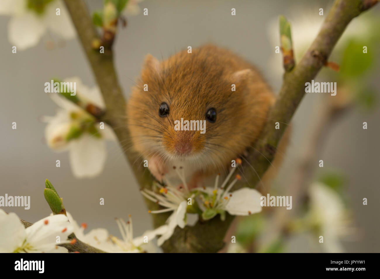 Field mouse hi-res stock photography and images - Alamy