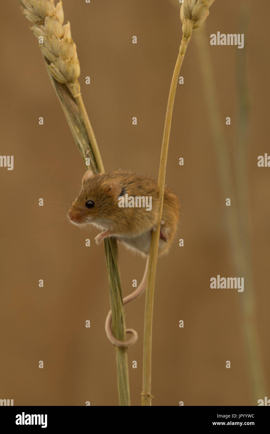 Flower Field Mouse High Resolution Stock Photography and Images - Alamy