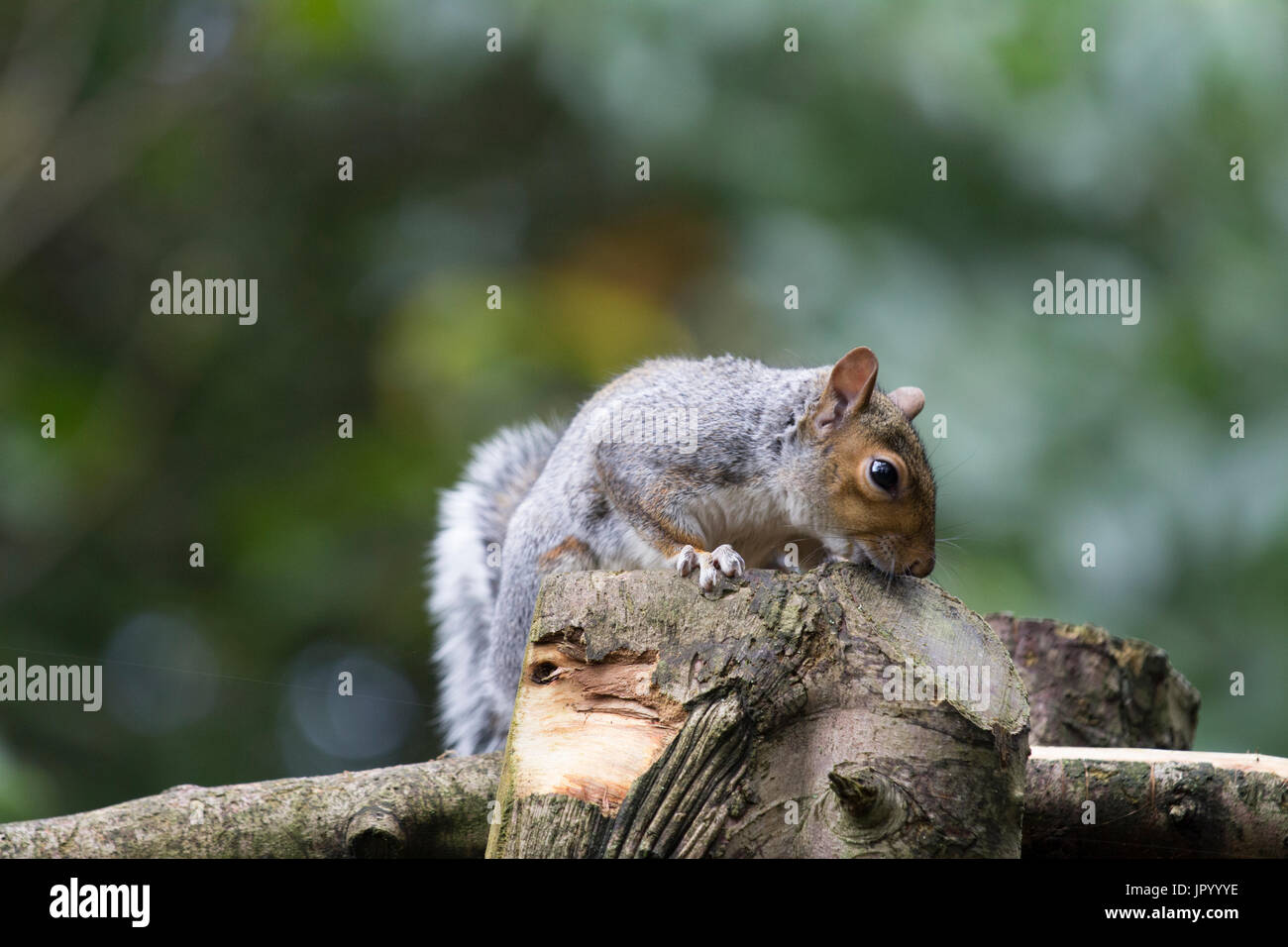 Eastern Gray Squirrel gathering food for winter Stock Photo - Alamy