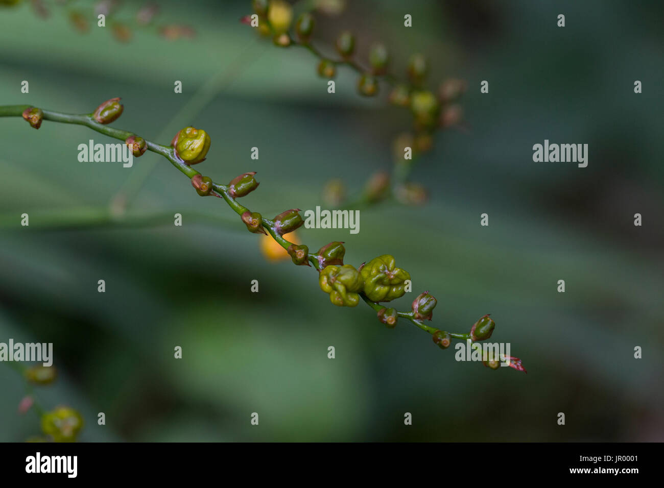 Trailing branch hi-res stock photography and images - Alamy
