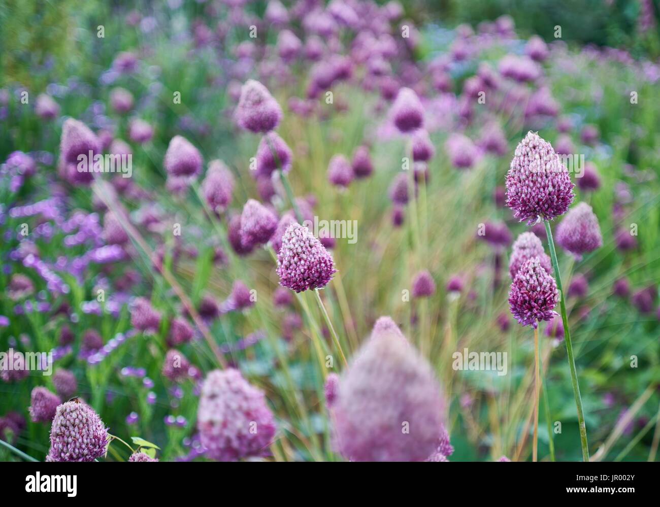 Purple Spears of flowers in a garden Stock Photo - Alamy