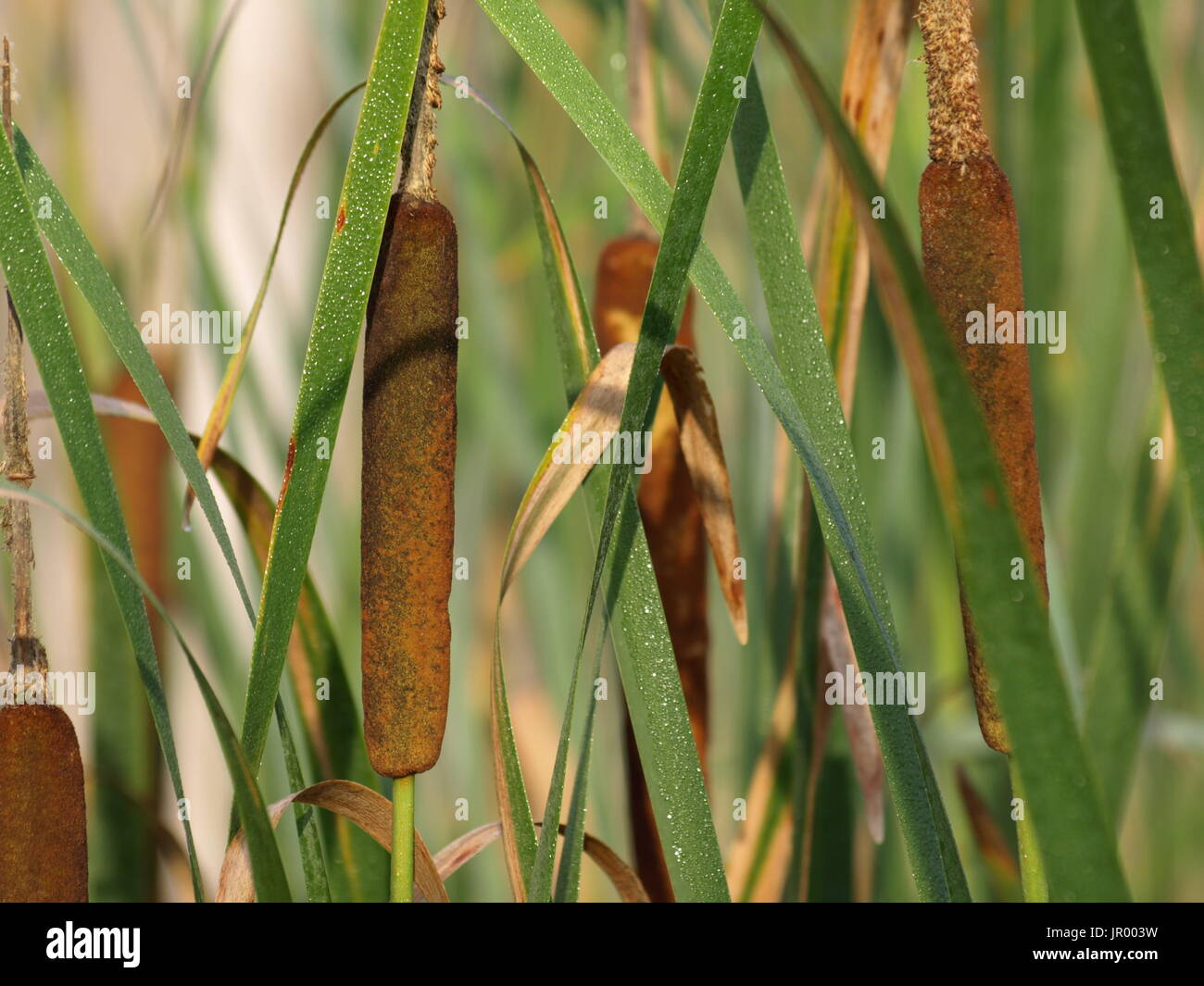 Cat Tails Plant Stock Photos & Cat Tails Plant Stock Images - Alamy