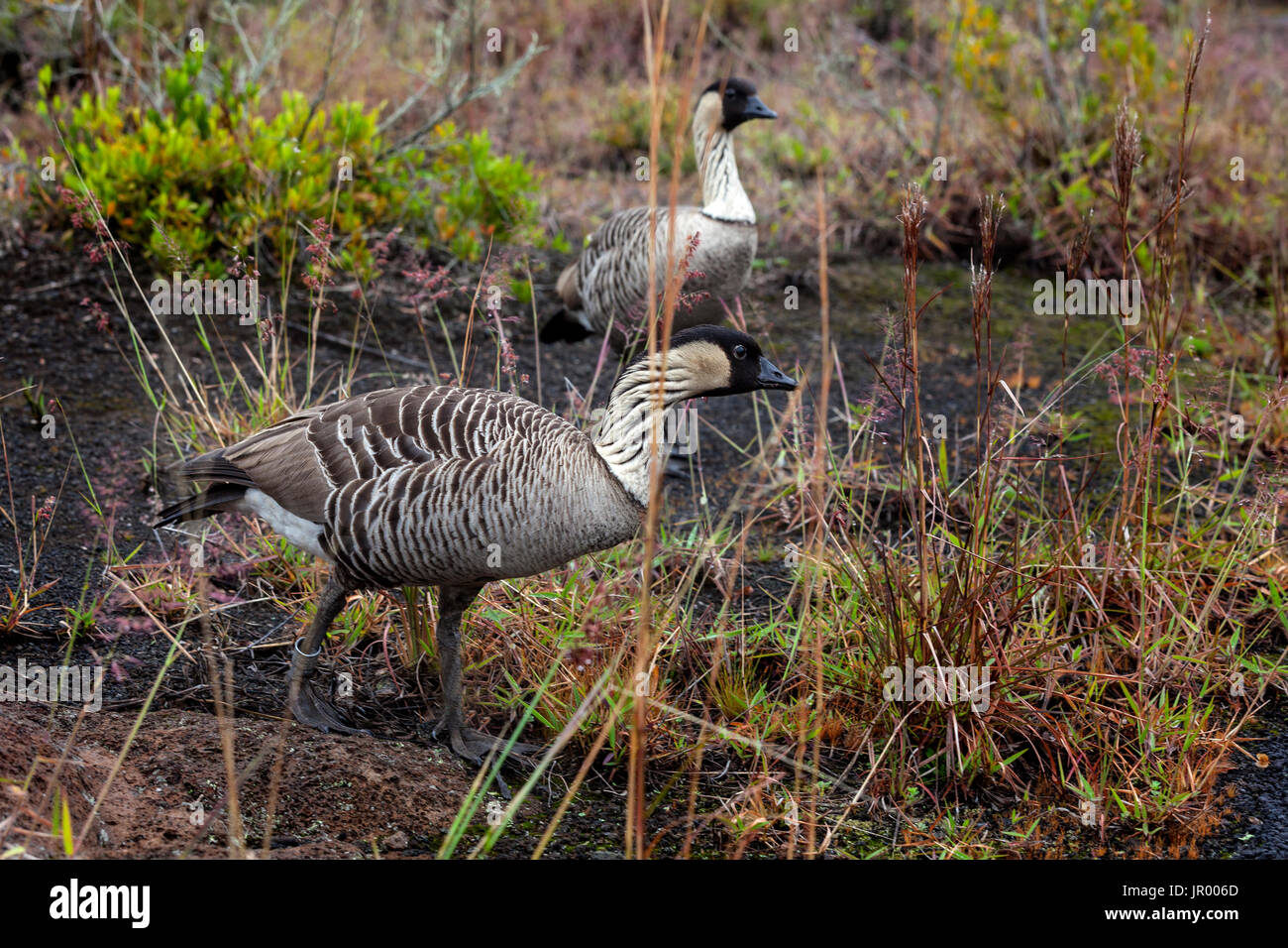 Nene bird hi-res stock photography and images - Alamy