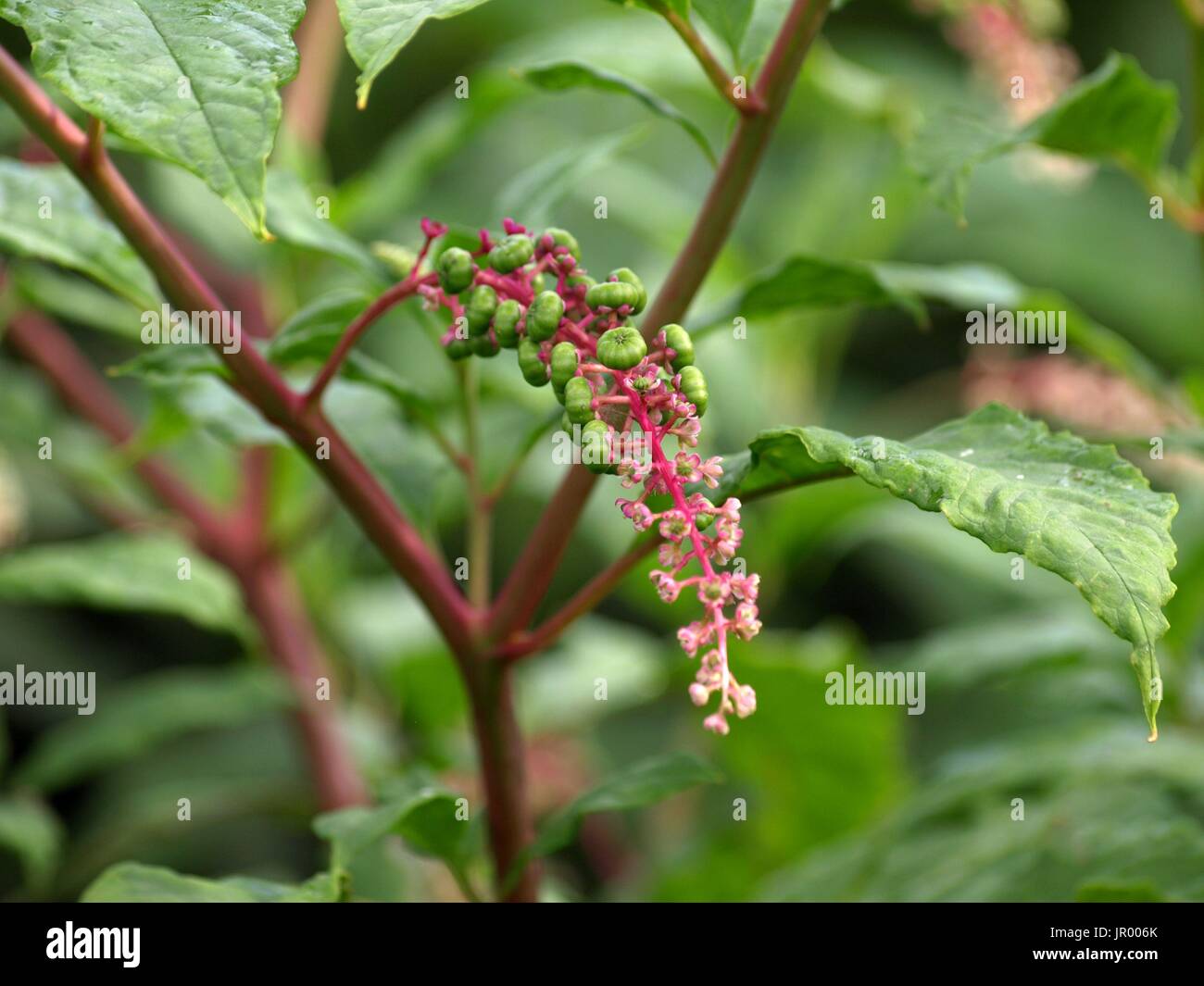 Poke weed berries hi-res stock photography and images - Alamy