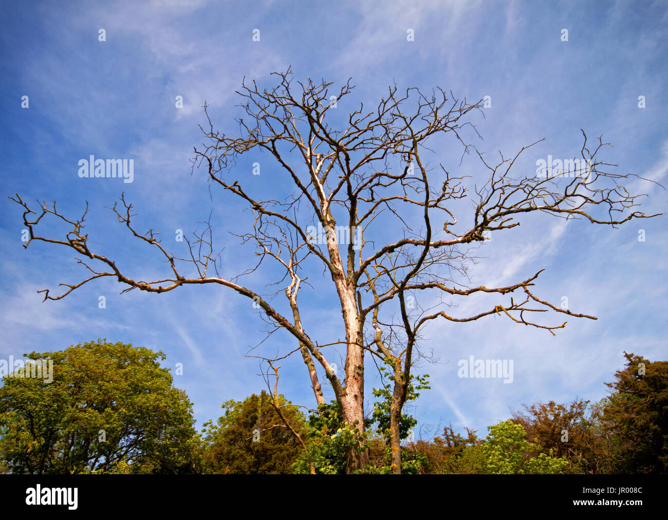 The barren tree at Gait Barrows Stock Photo - Alamy