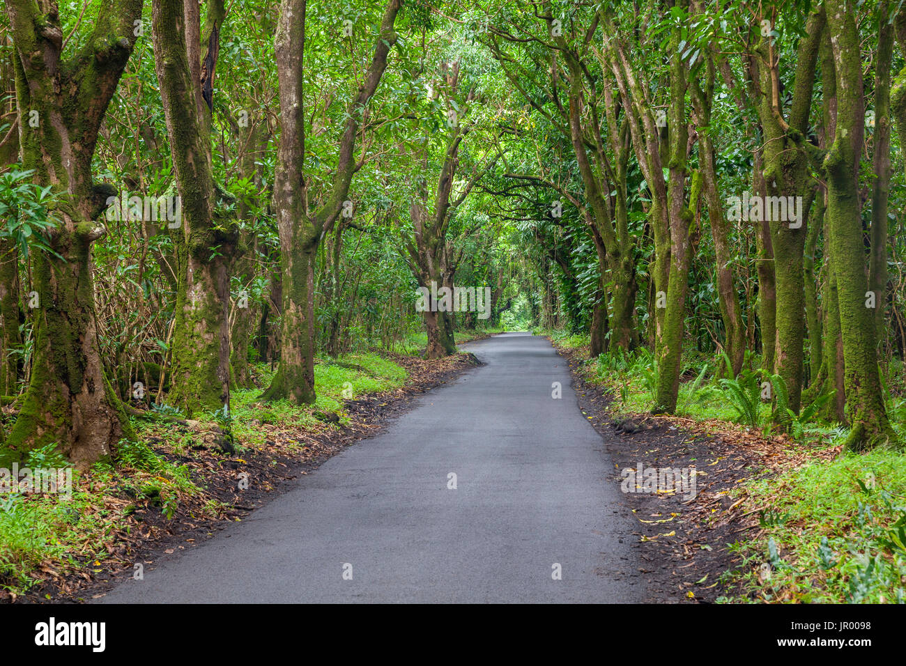 Tropical island road hi-res stock photography and images - Alamy