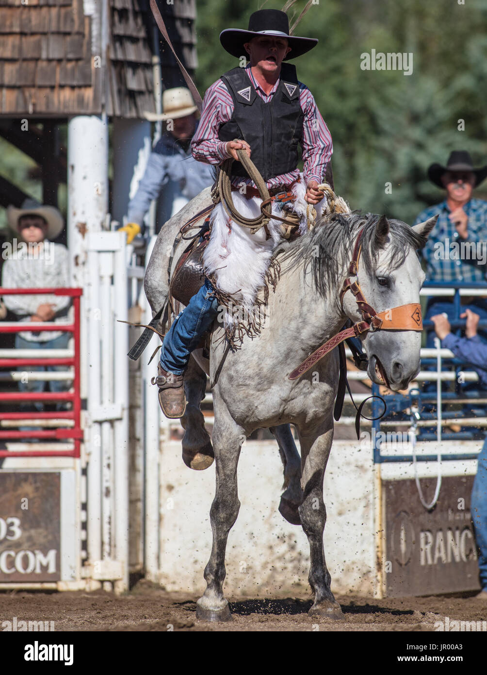 Rodeo action at the Scott Valley Pleasure Park Rodeo in Etna ...