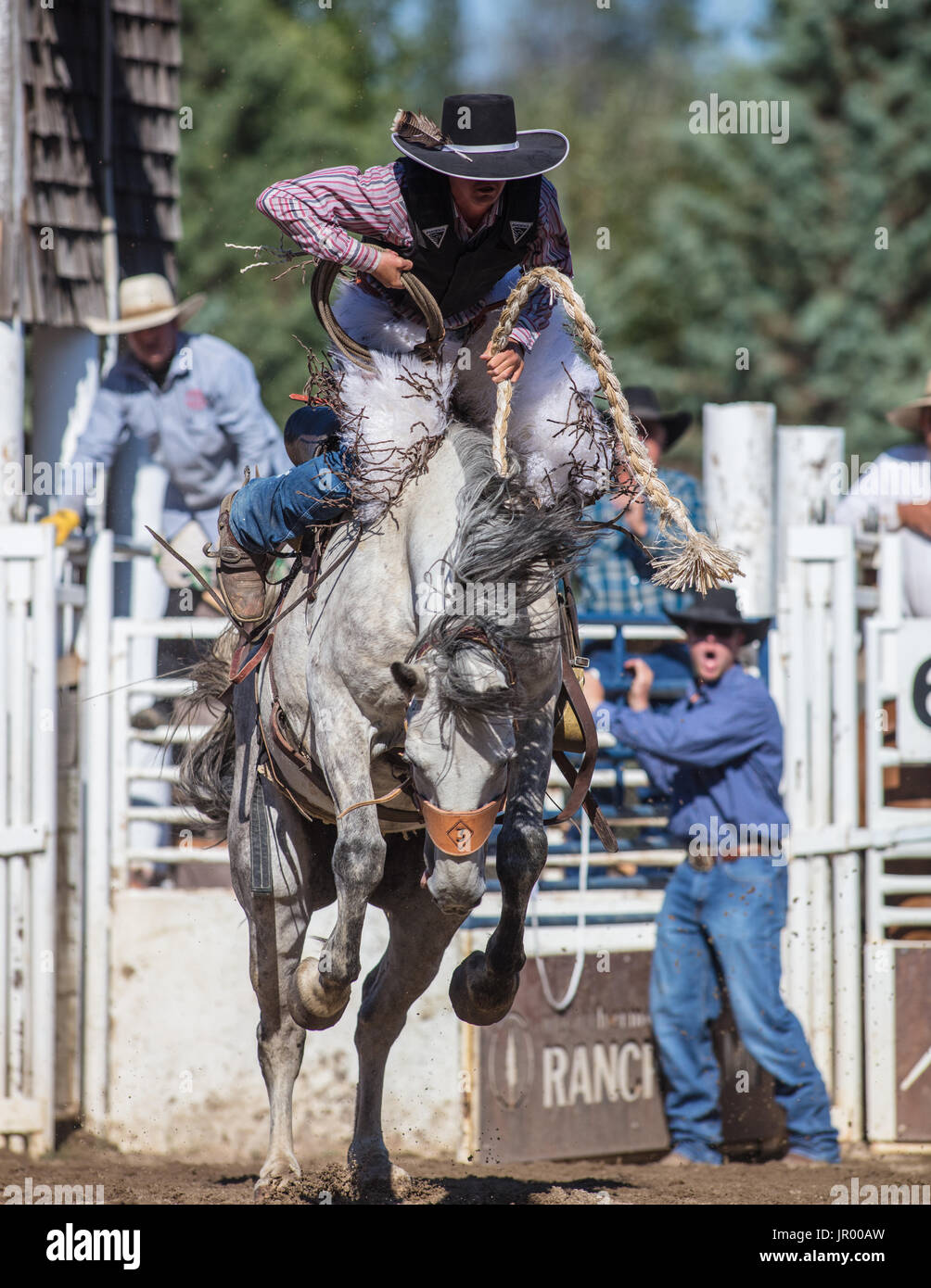 Rodeo action at the Scott Valley Pleasure Park Rodeo in Etna ...