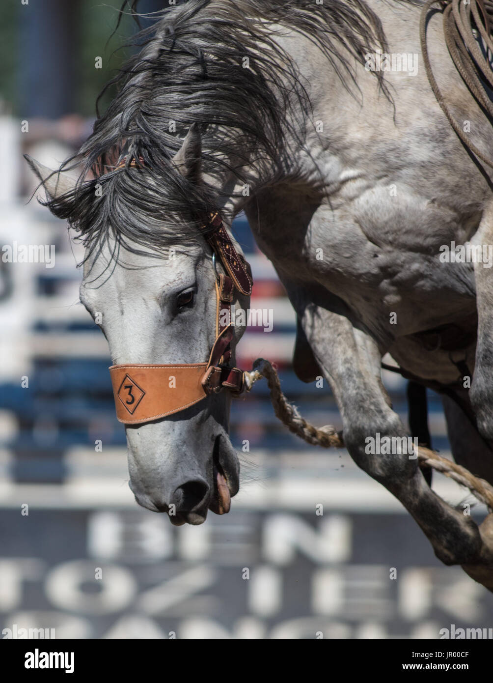 Rodeo action at the Scott Valley Pleasure Park Rodeo in Etna ...