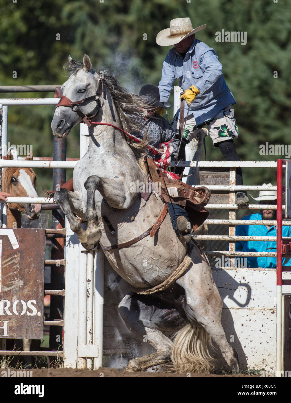 Rodeo action at the Scott Valley Pleasure Park Rodeo in Etna ...