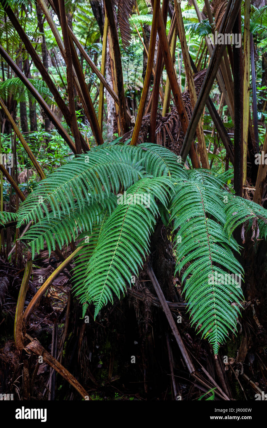 Hapuu fern hi-res stock photography and images - Alamy