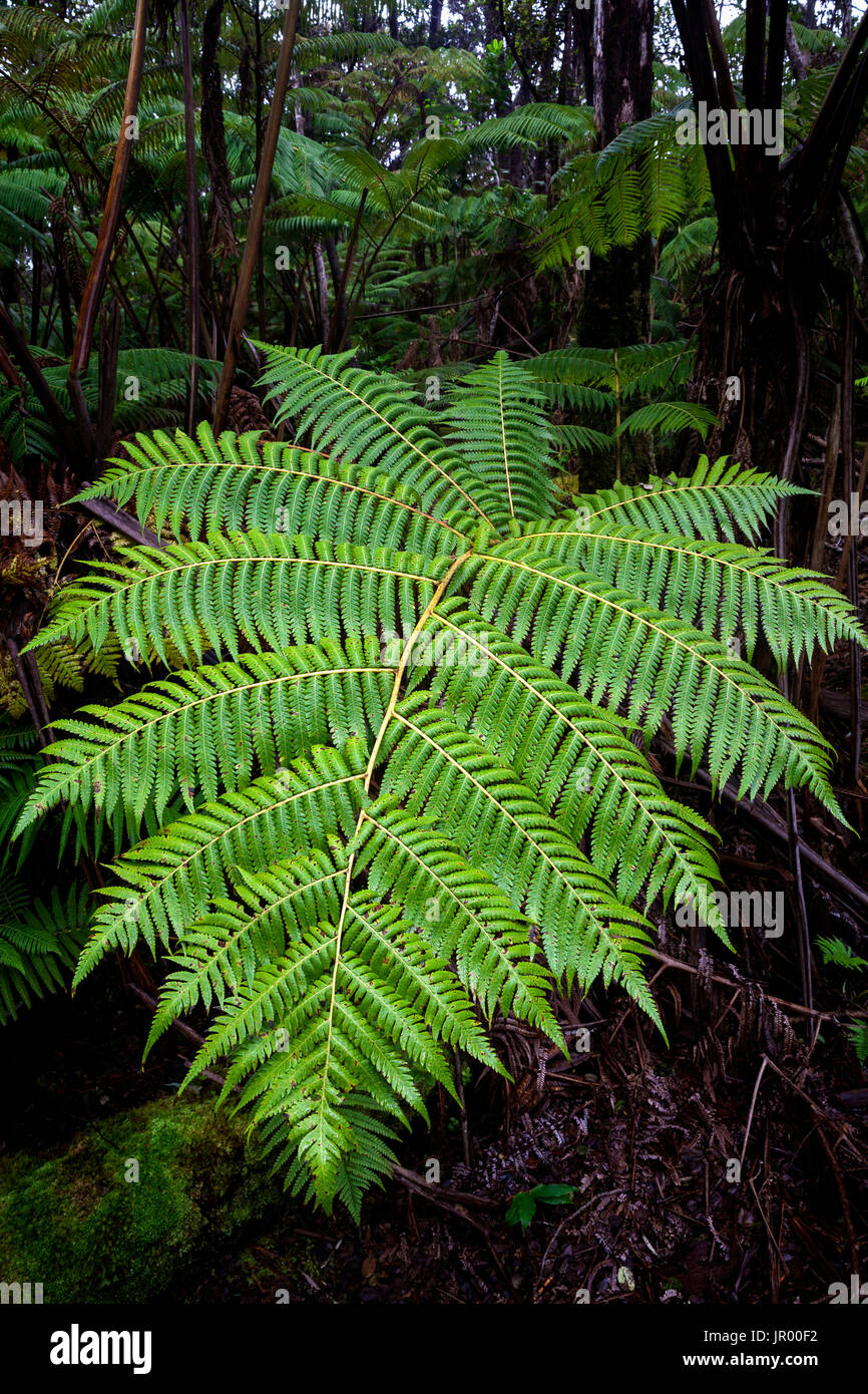Hapuu fern hi-res stock photography and images - Alamy
