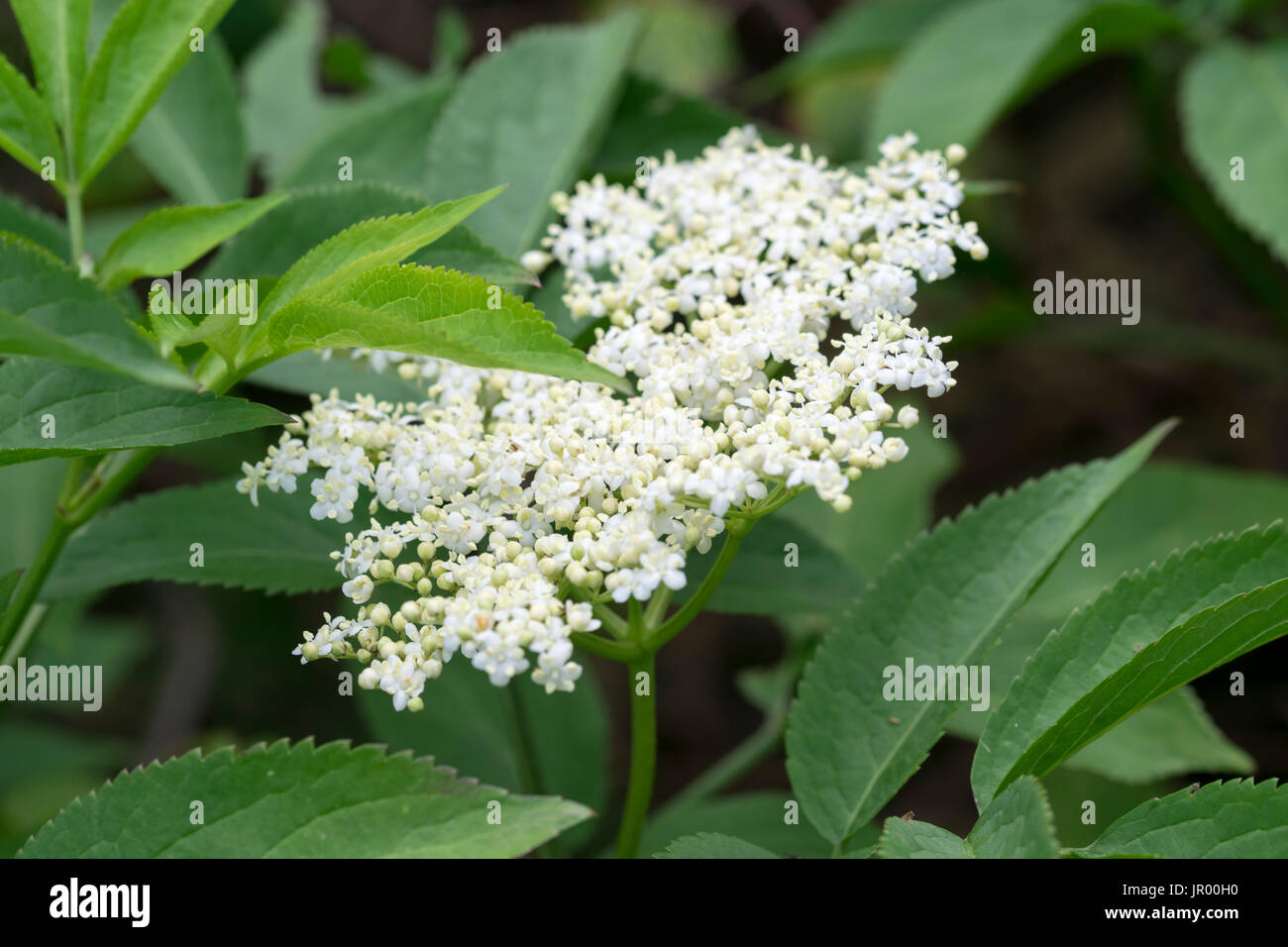 Elderflowers Sambucus nigra Stock Photo - Alamy