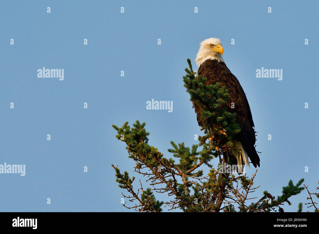 Adult bald eagle in tree hi-res stock photography and images - Alamy