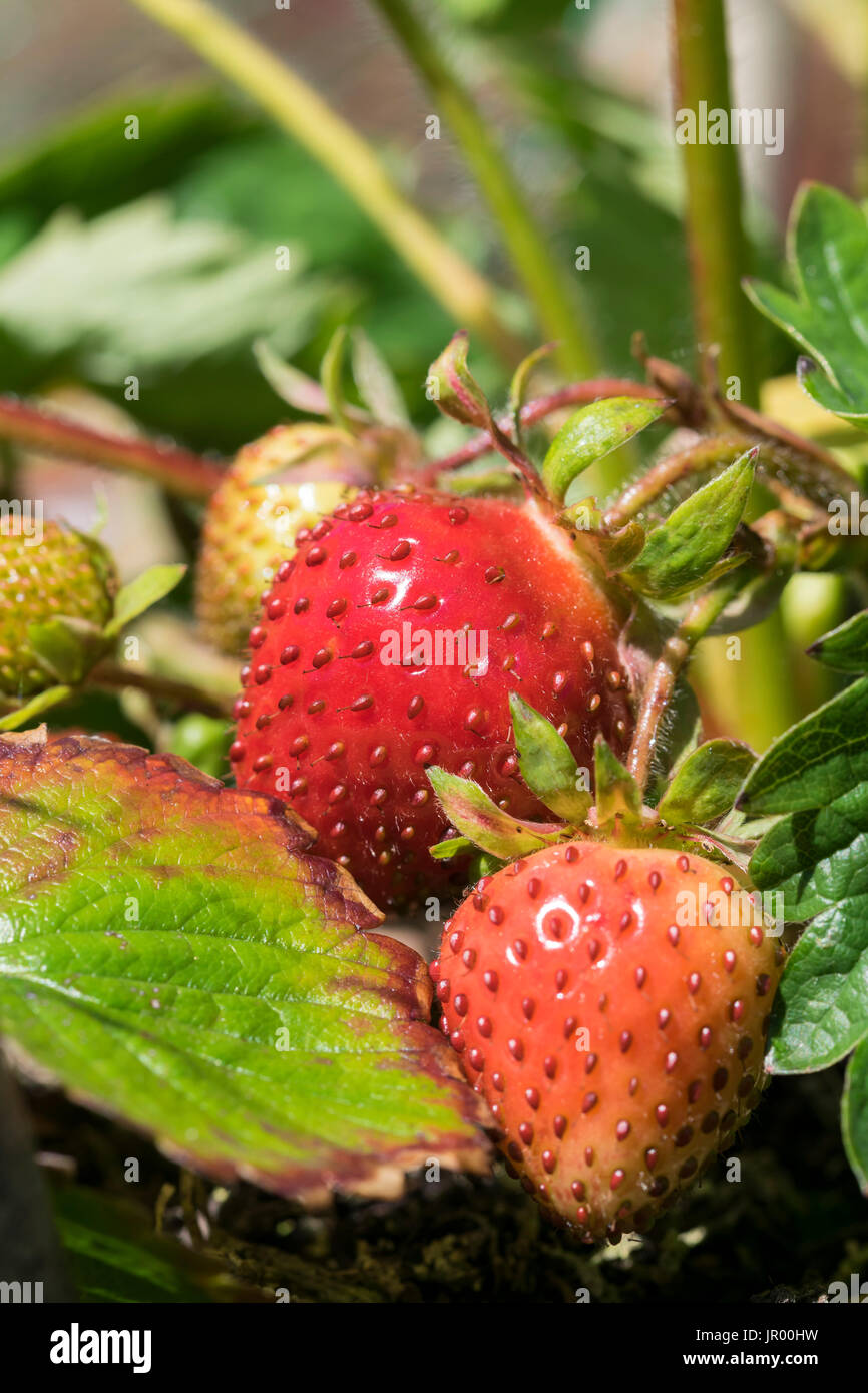 Organic strawberry plant hi-res stock photography and images - Alamy