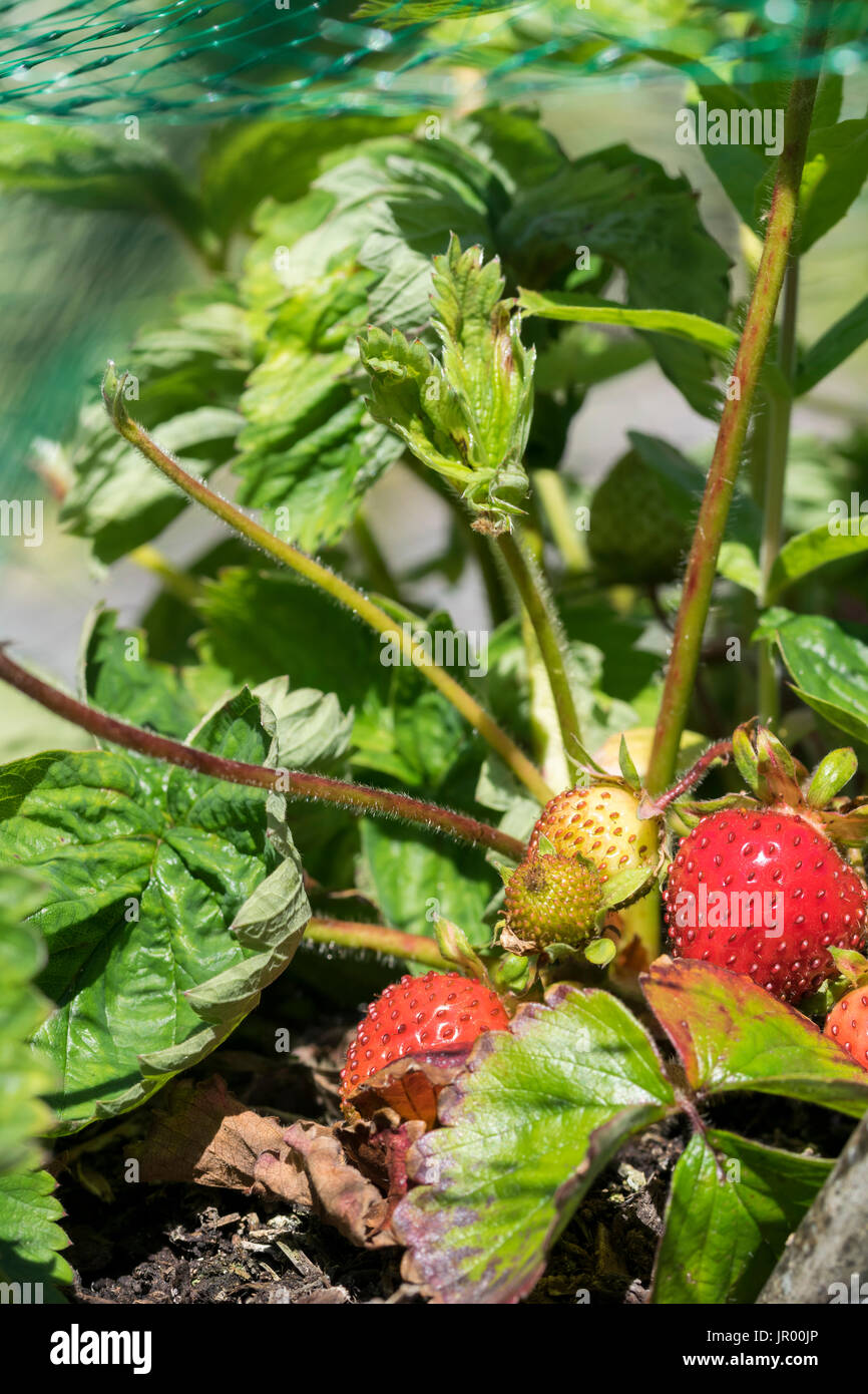 Organic strawberry plant hi-res stock photography and images - Alamy