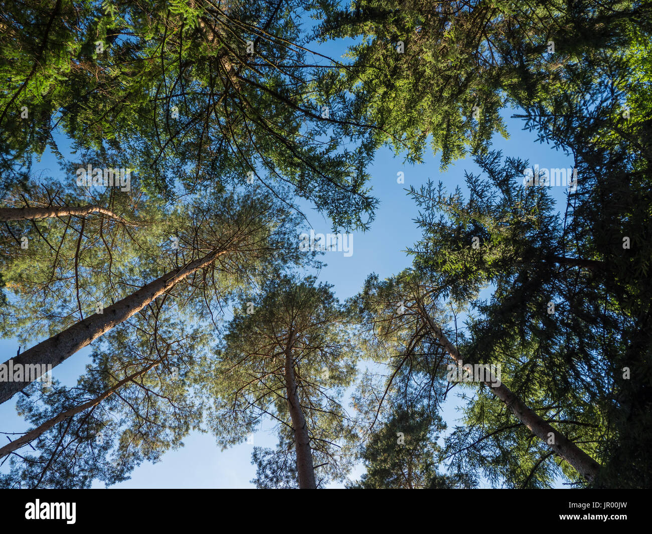 Tree tops of conifer trees and blue sky Stock Photo - Alamy