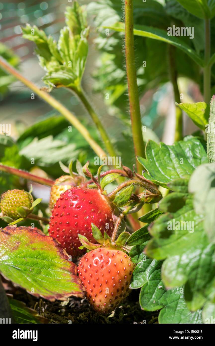 Organic strawberry plant hi-res stock photography and images - Alamy
