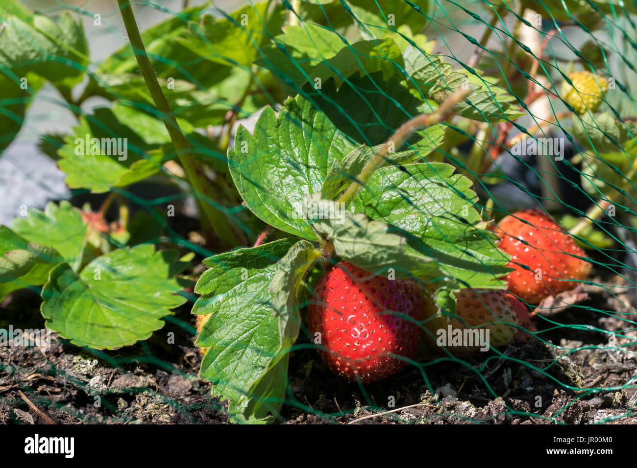 Strawberry plants with netting protection Stock Photo - Alamy