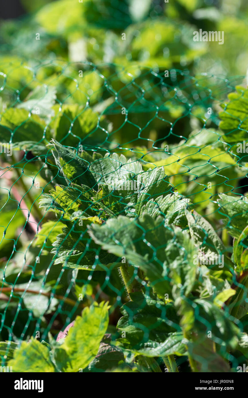 Strawberry plants with netting protection Stock Photo - Alamy