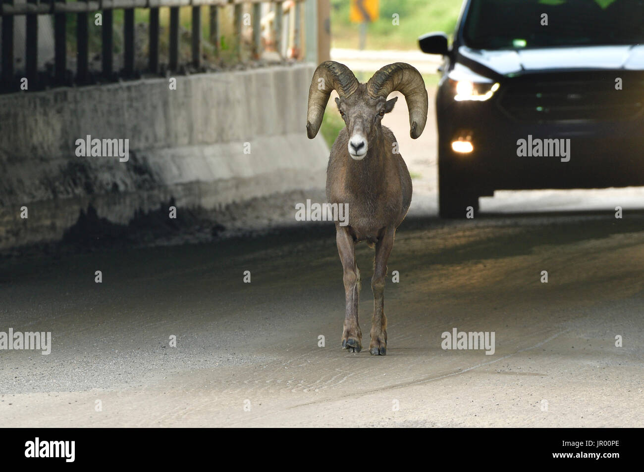 Culvert animal hi-res stock photography and images - Alamy