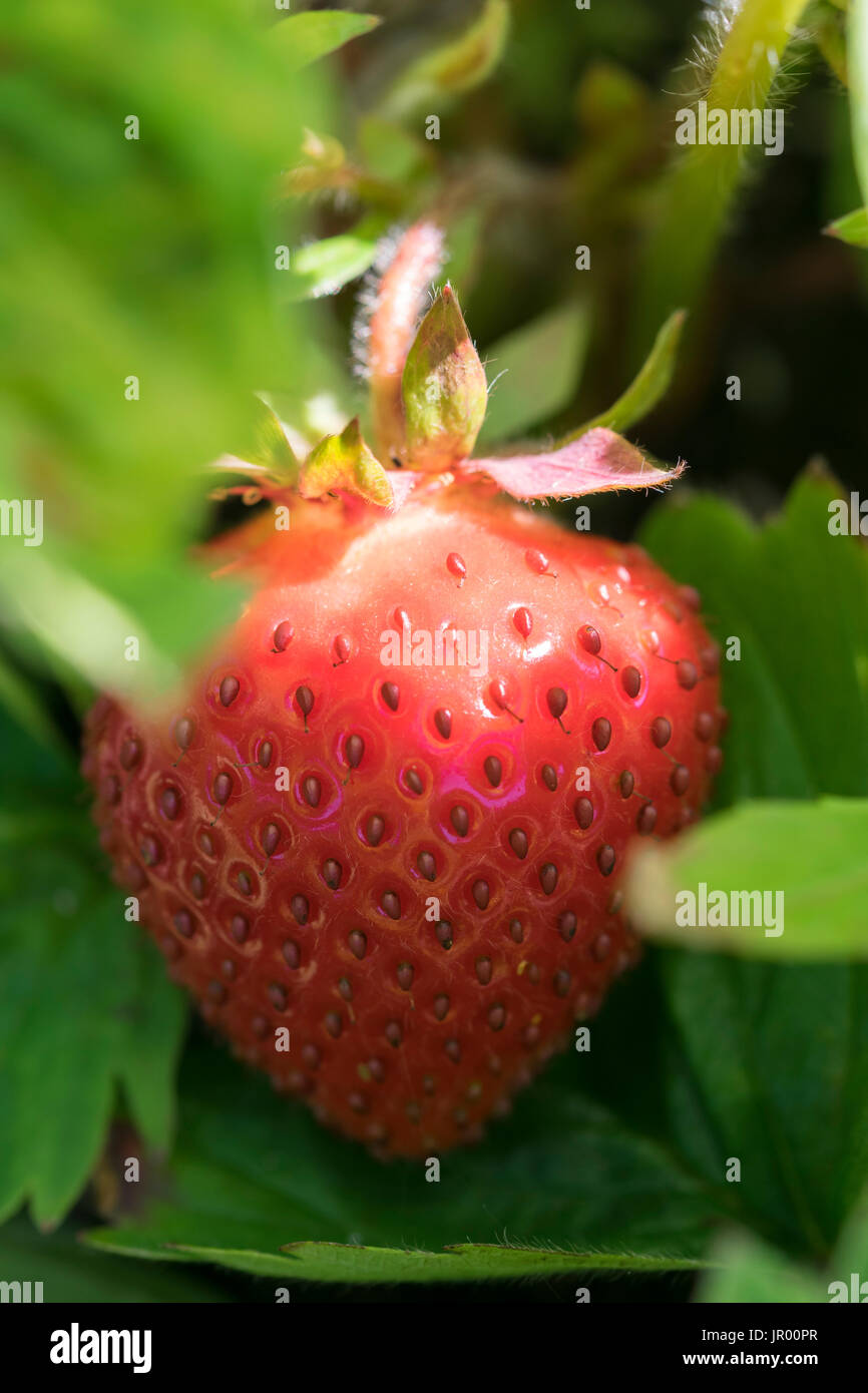 Strawberry ripening on plant Stock Photo - Alamy