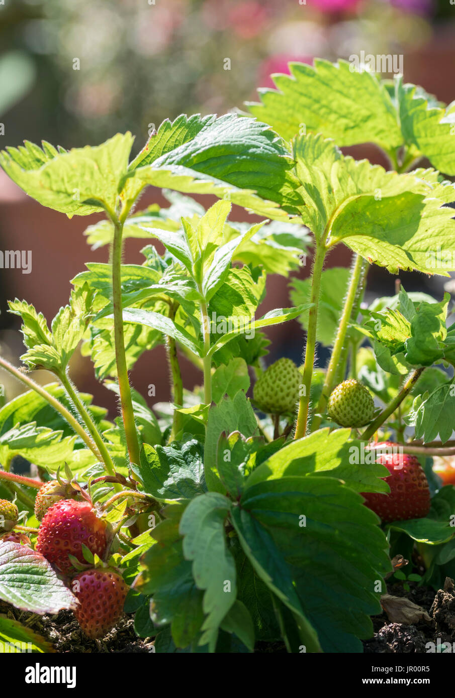 Organic strawberry plant hi-res stock photography and images - Alamy