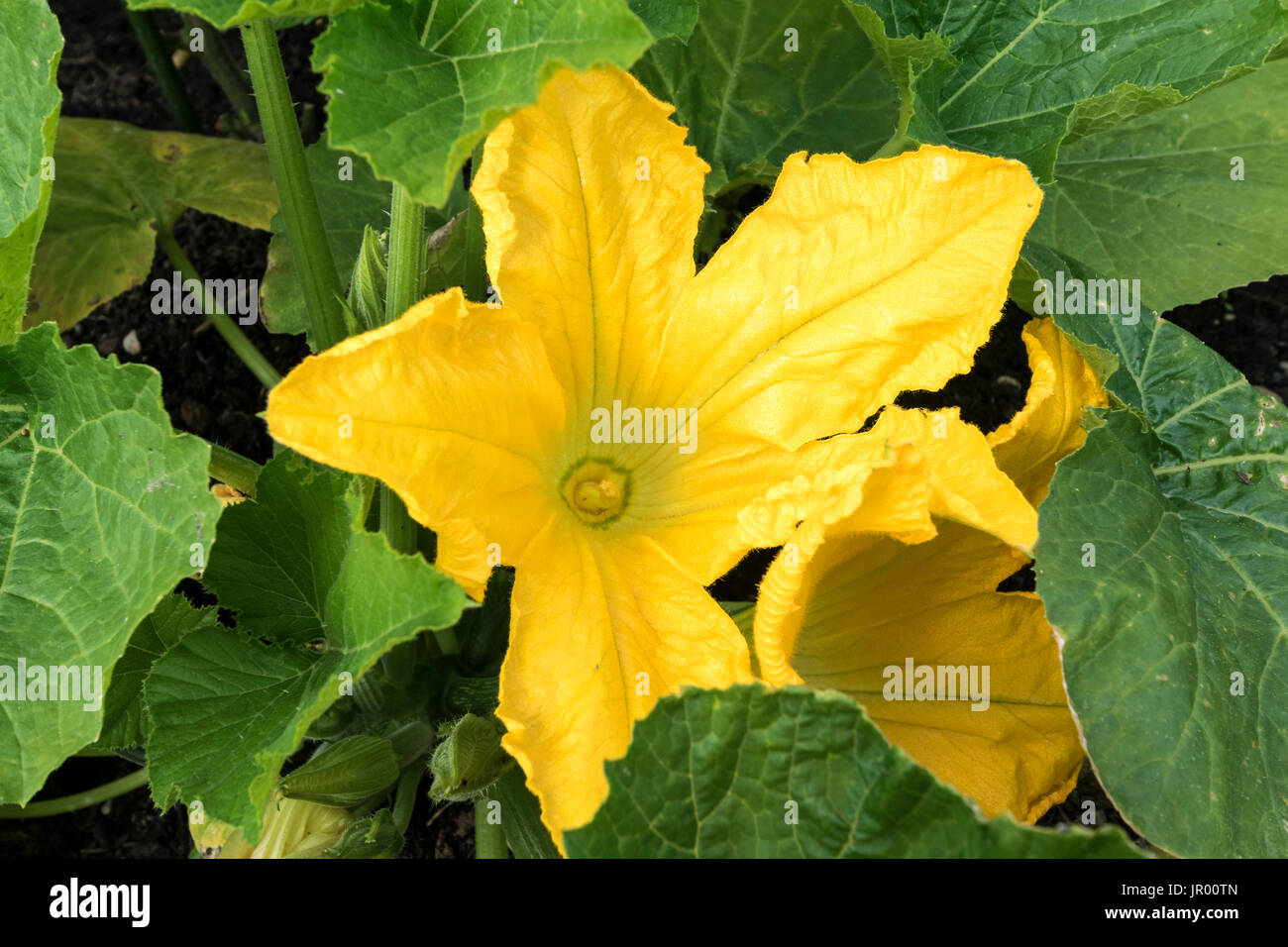 Courgette plant hi-res stock photography and images - Alamy
