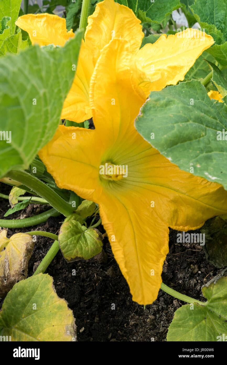 Courgette plant hi-res stock photography and images - Alamy