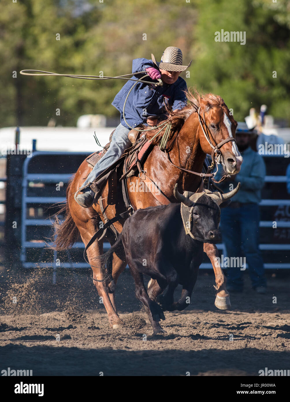 Rodeo action at the Scott Valley Pleasure Park Rodeo in Etna ...