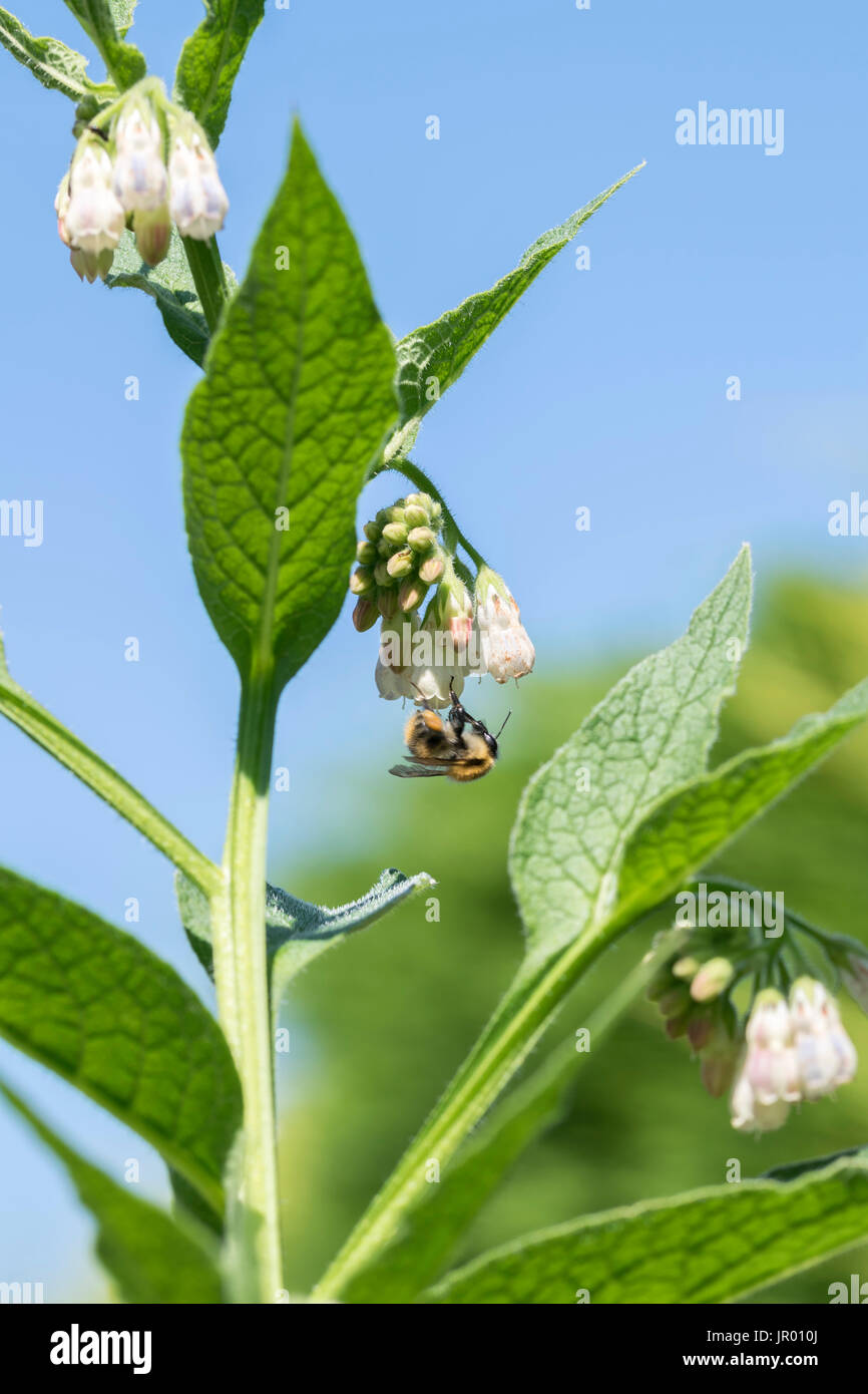 Comfrey plant food hi-res stock photography and images - Alamy